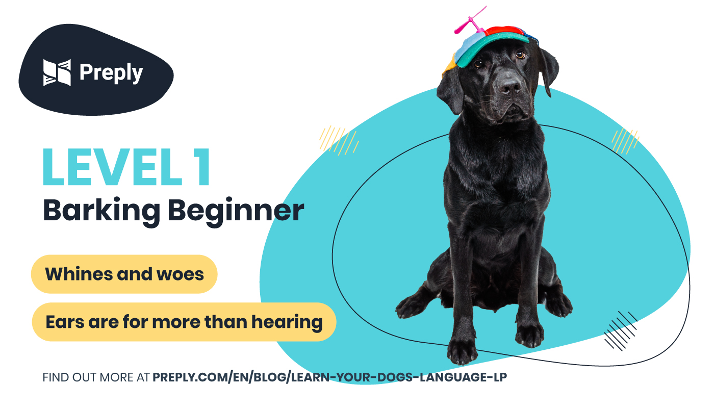 The Canine Communication Course | Preply