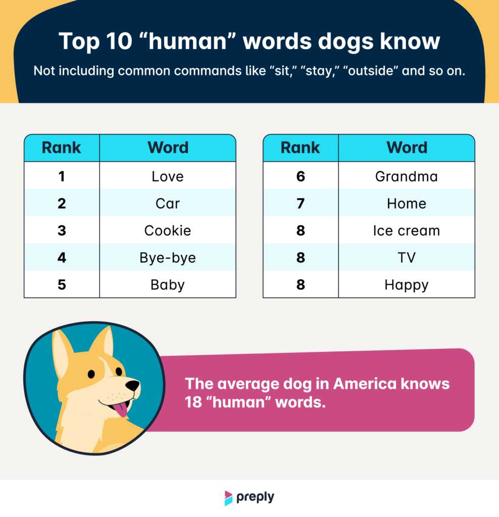 Survey Reveals 1 in 3 Feel More Emotionally Understood by Their Dog ...